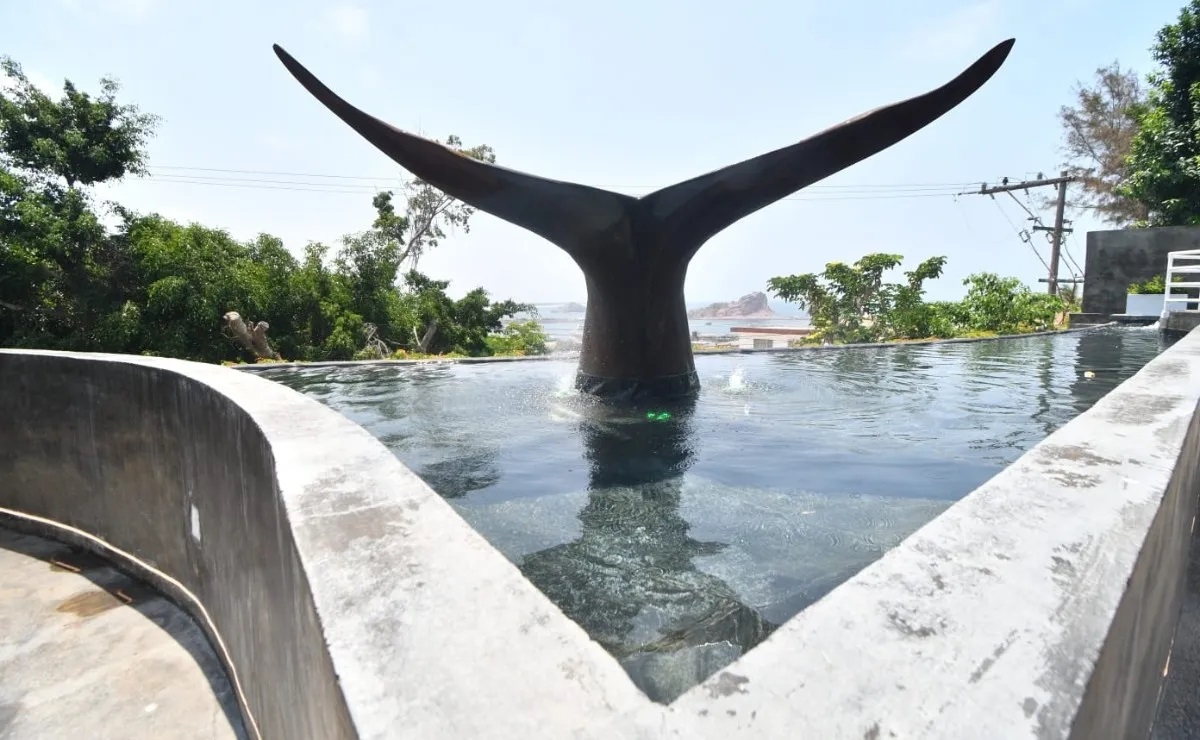 Mazatlán will soon be home to the Whale Museum; Discover all the ...