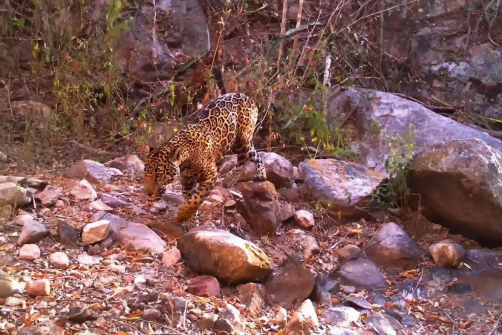 Jaguar census confirms population increase in Sinaloa - The Mazatlan Post